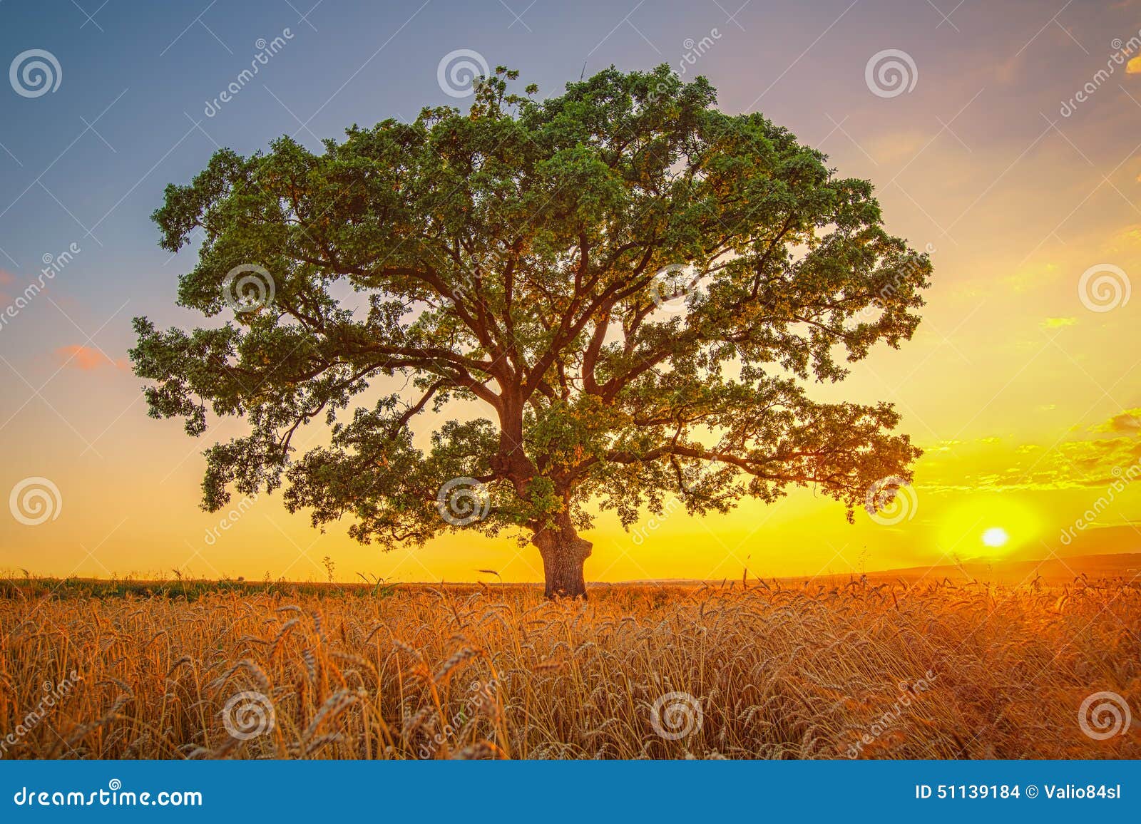Big green tree in a field stock photo. Image of color - 51139184