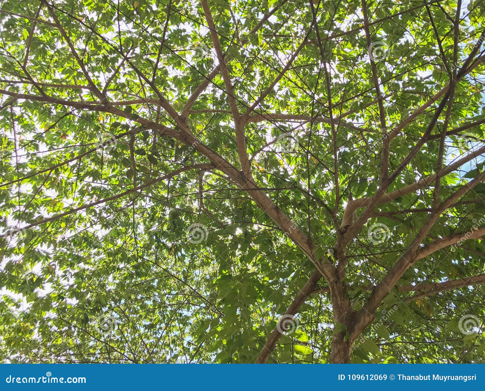 Big green tree growing stock image. Image of outdoor - 109612069