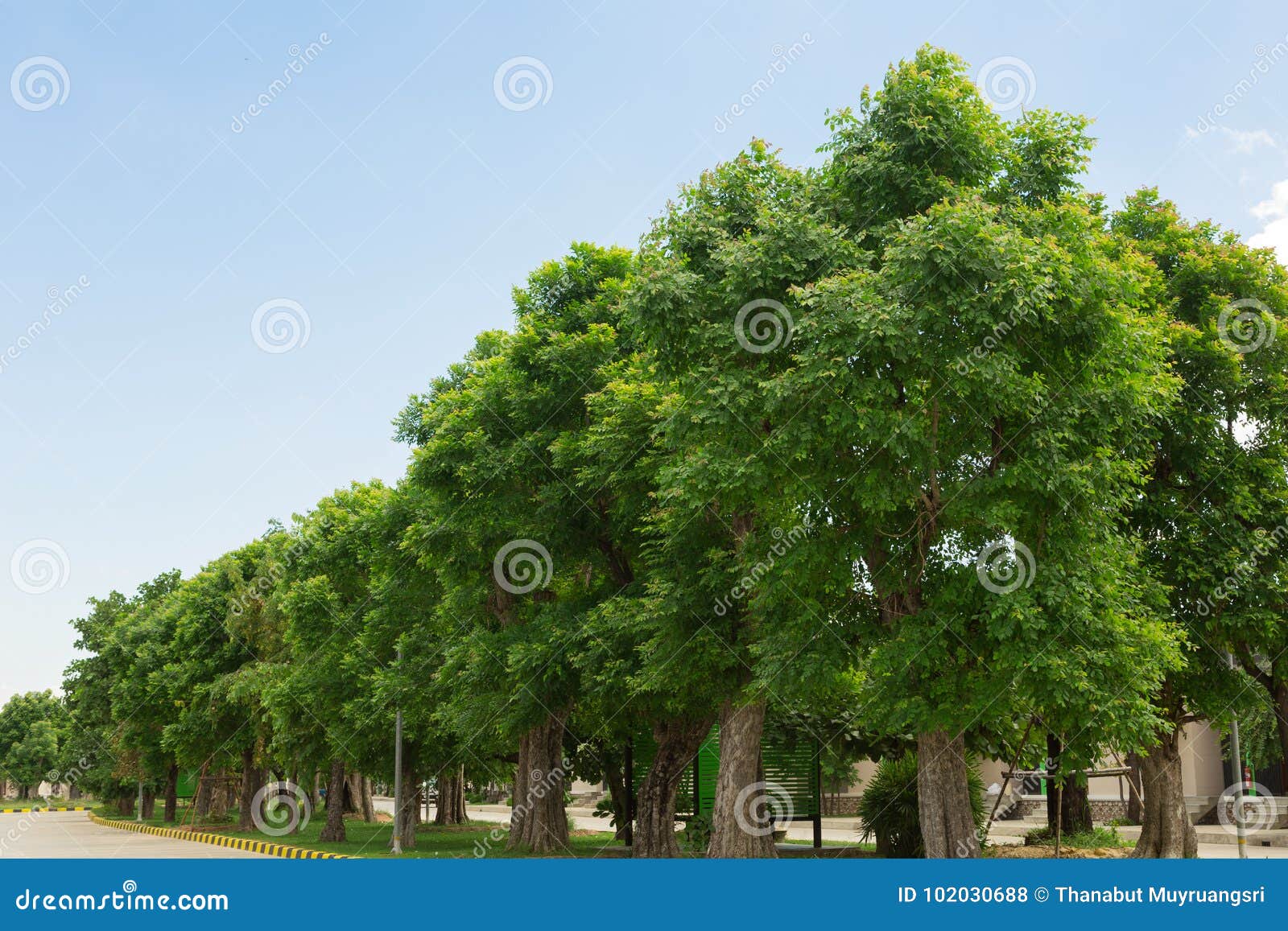Big Green Tree Growing in Park Stock Photo - Image of park, leaf: 102030688