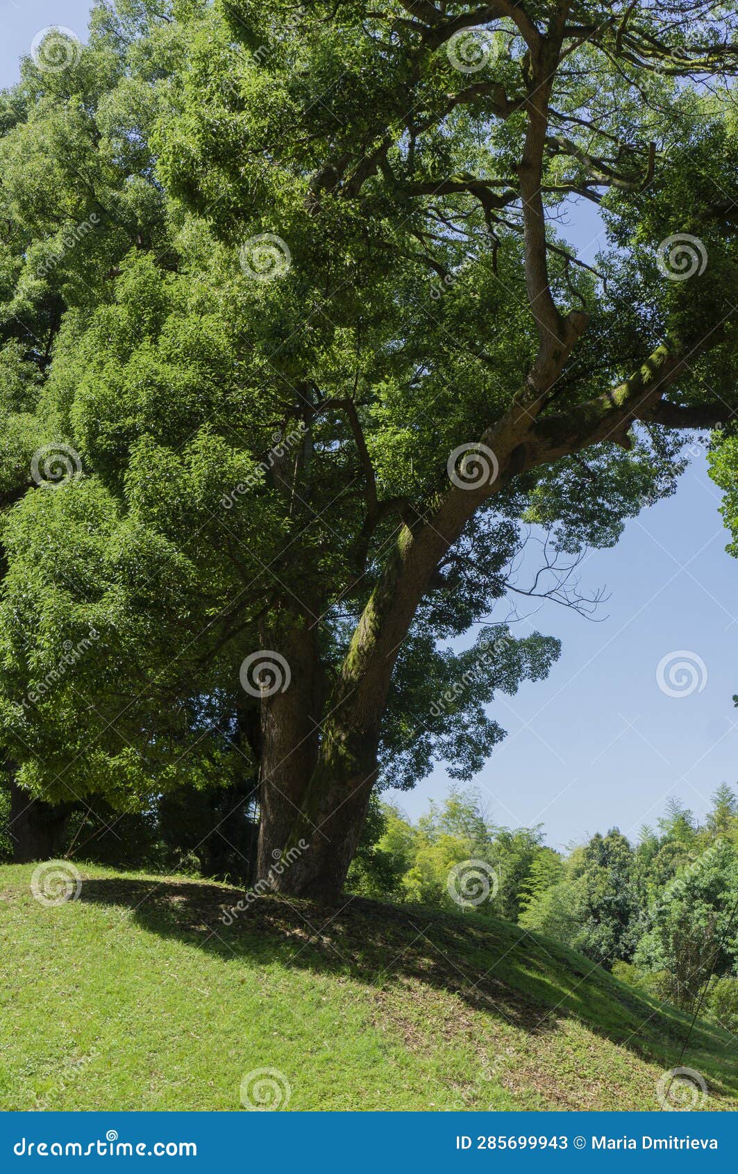 Big Green Tree Growing on a Slope. Summertime Stock Image - Image of ...