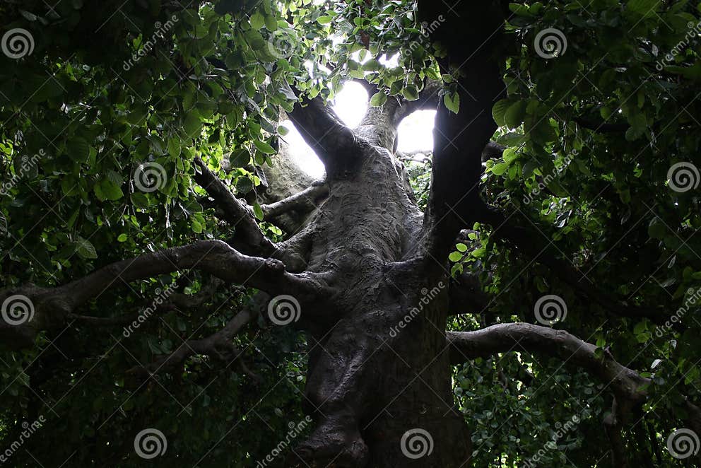 Green tree stock image. Image of branch, trunk, flower - 258876497