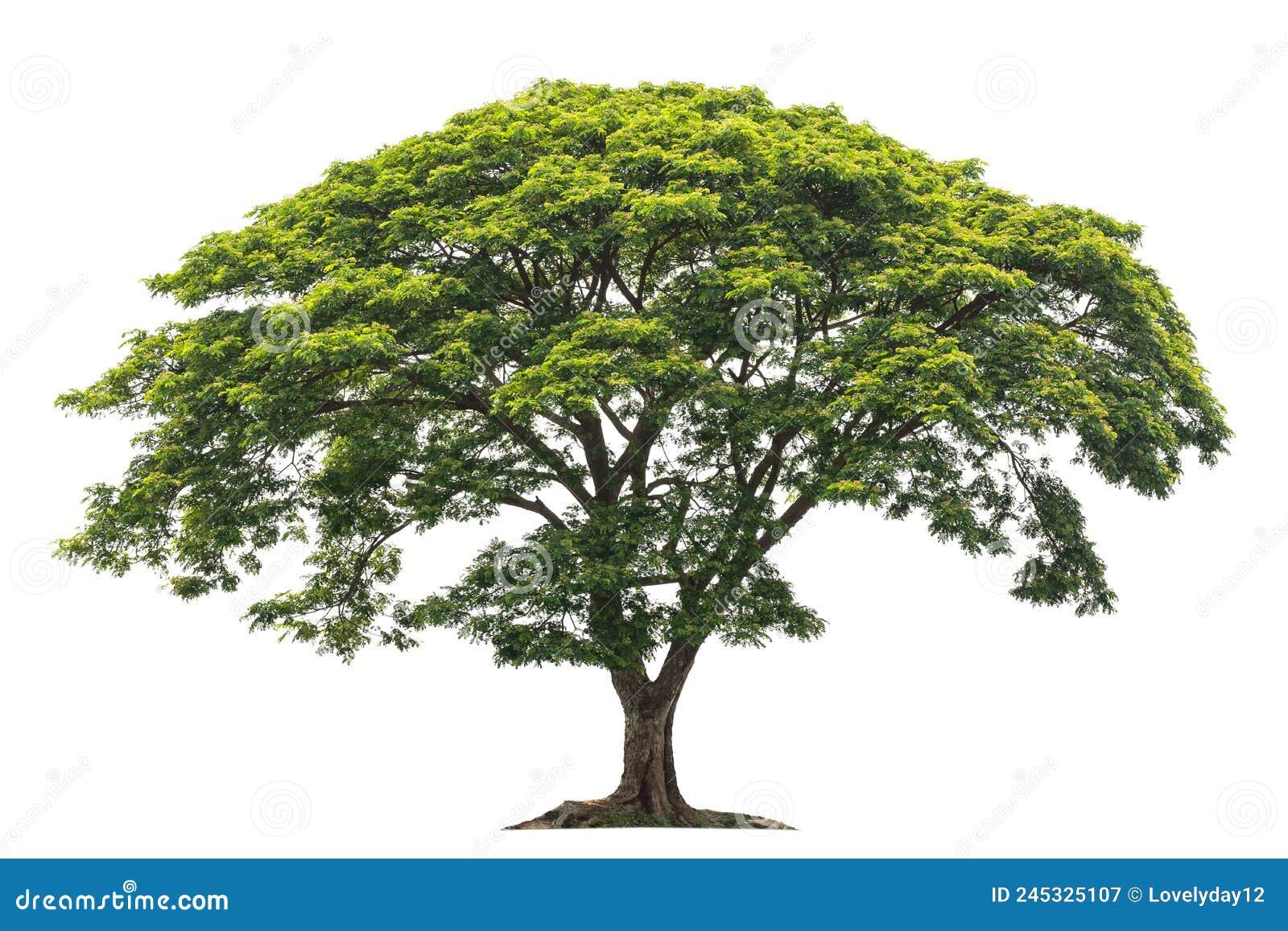 Big Green Tree Isolate on White Background Stock Image - Image of ...