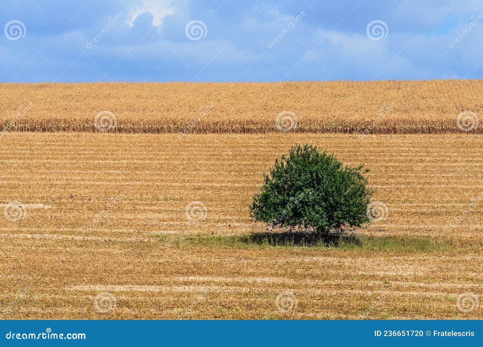 Big Tree in a Corn Field - Tree Isolated in the Field - Corn Harvesting ...