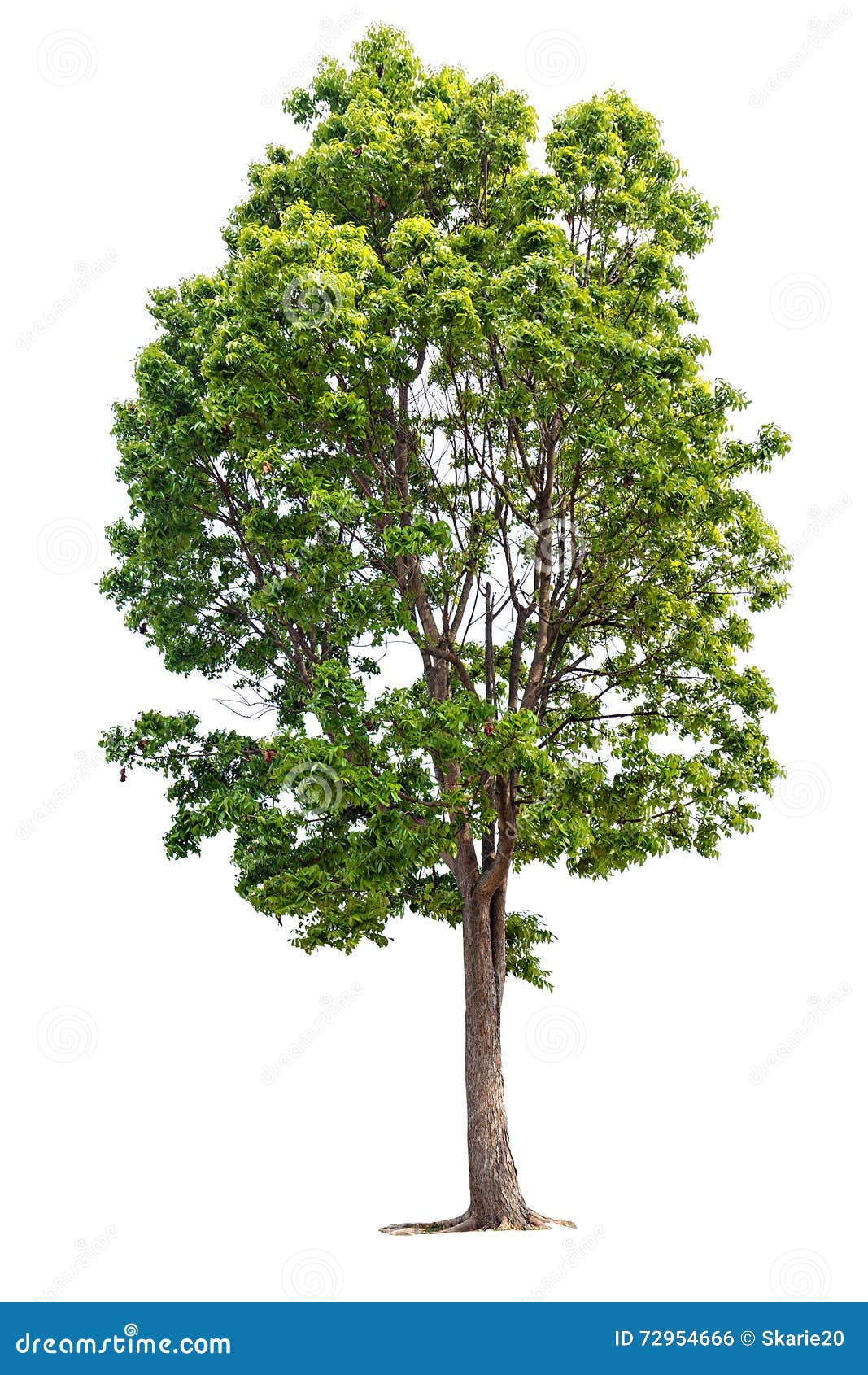 A Big Green Tree Isolated on White Stock Photo - Image of large ...