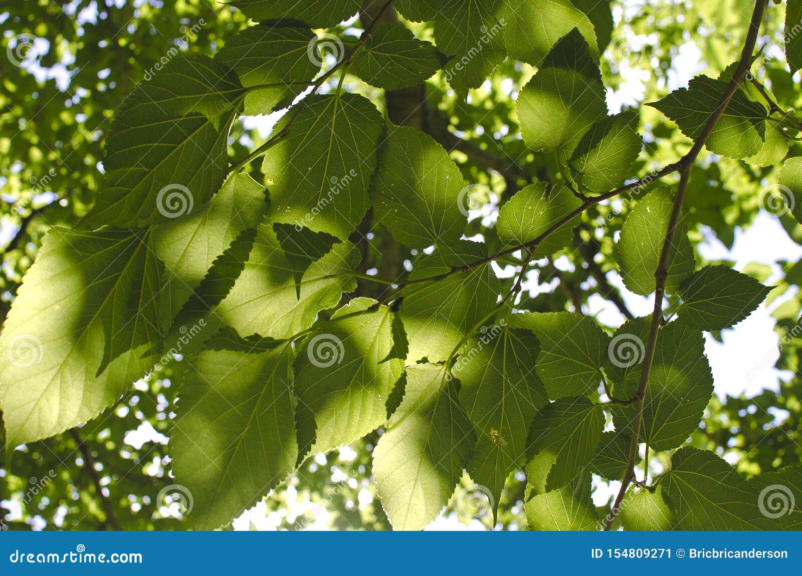 The Big Green Tree Leaves in the Summer Sun Stock Image - Image of ...