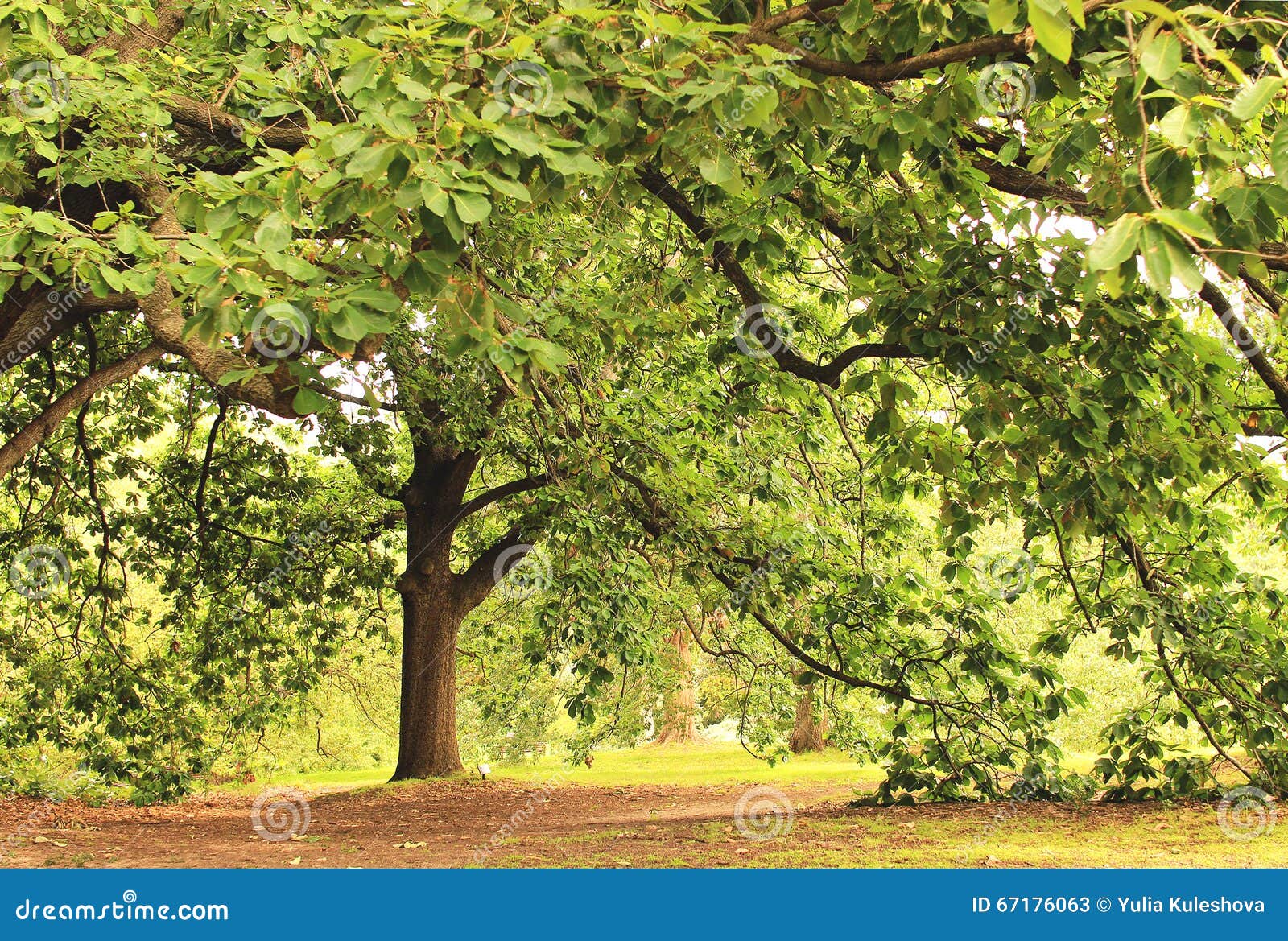 Big green tree stock image. Image of color, nature, botanic - 67176063