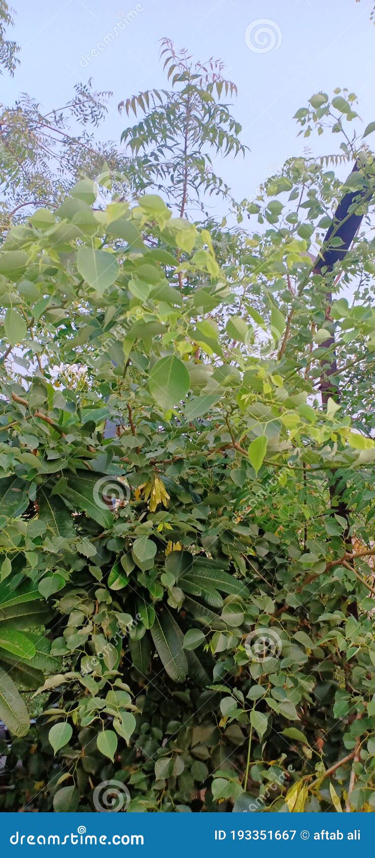 Big green tree on outdoor stock image. Image of garden - 193351667
