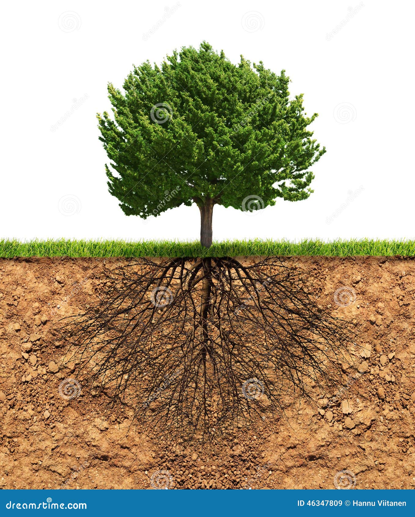 Big Green Tree With Roots Beneath Royalty-Free Stock Photography ...