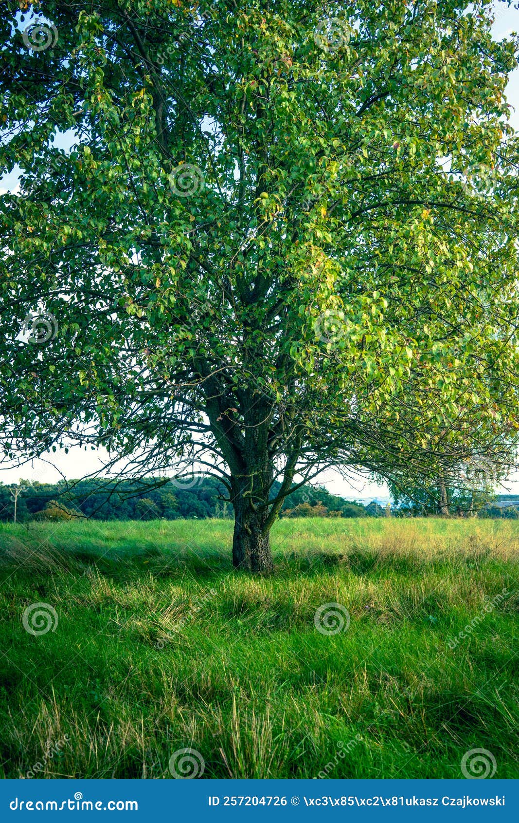 Big Green Tree Standing Alone in the Meadow Stock Photo - Image of ...
