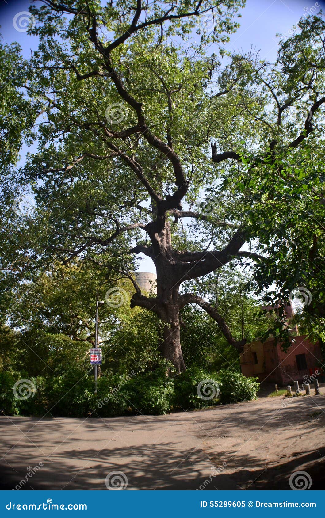 A Big Green Tree stock image. Image of nature, blue, park - 55289605