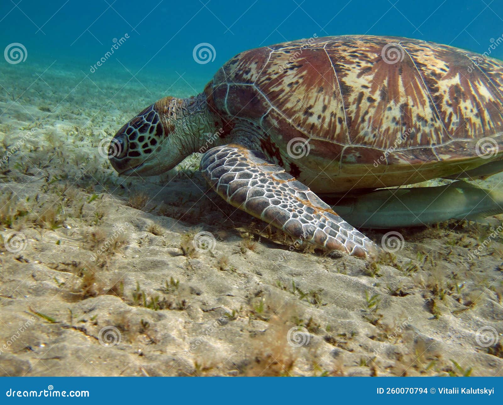 Big Green turtle . stock photo. Image of island, vitaliy6447 - 260070794