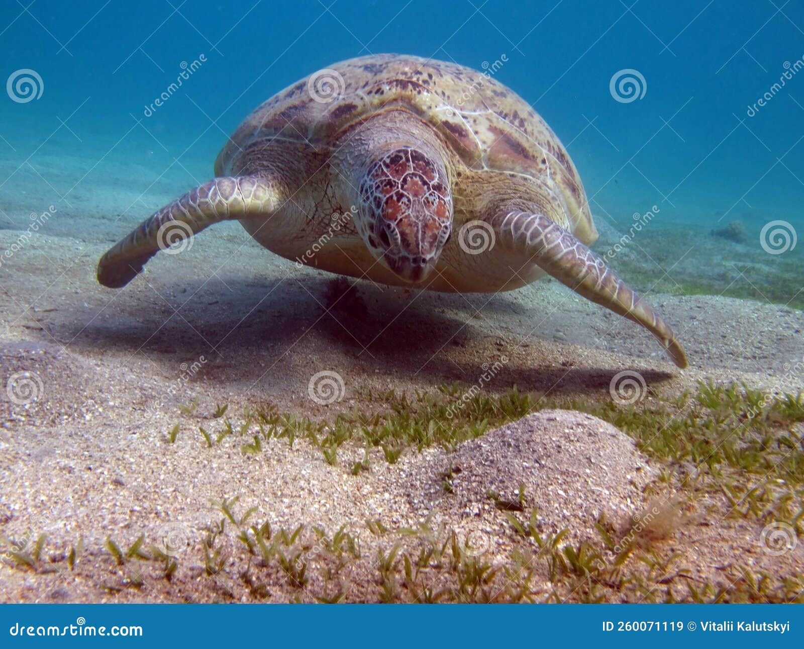 Great Reef Turtle . Big Green Turtle . Stock Image - Image of nature ...