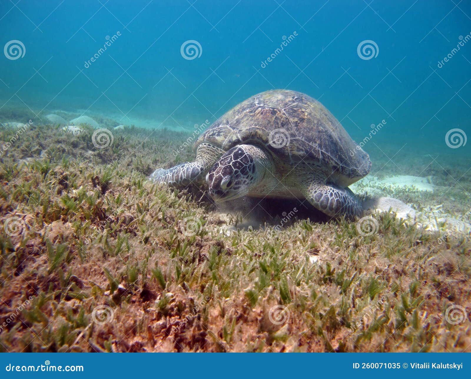 Big Green Turtle .Sea Turtles. Royalty-Free Stock Photo | CartoonDealer ...