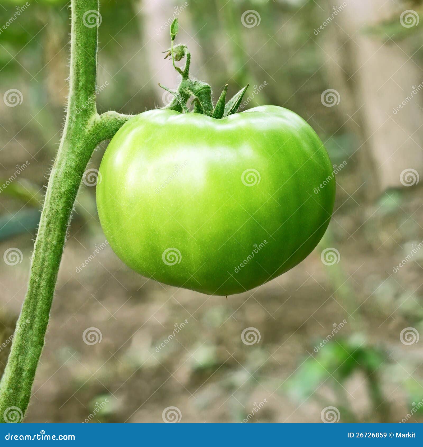 Big green unripe tomato stock image. Image of color, food - 26726859