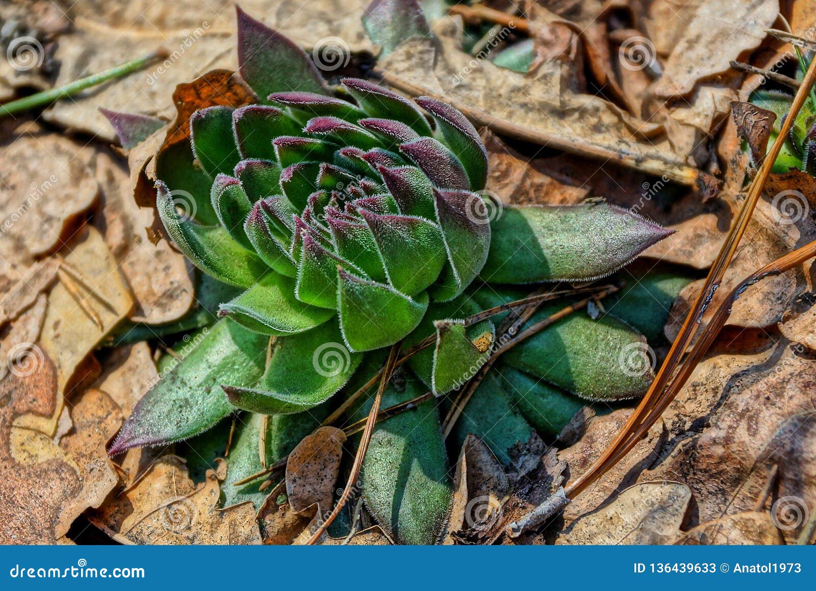 Big Green Wild Flower on Brown Earth in the Forest Stock Image - Image ...