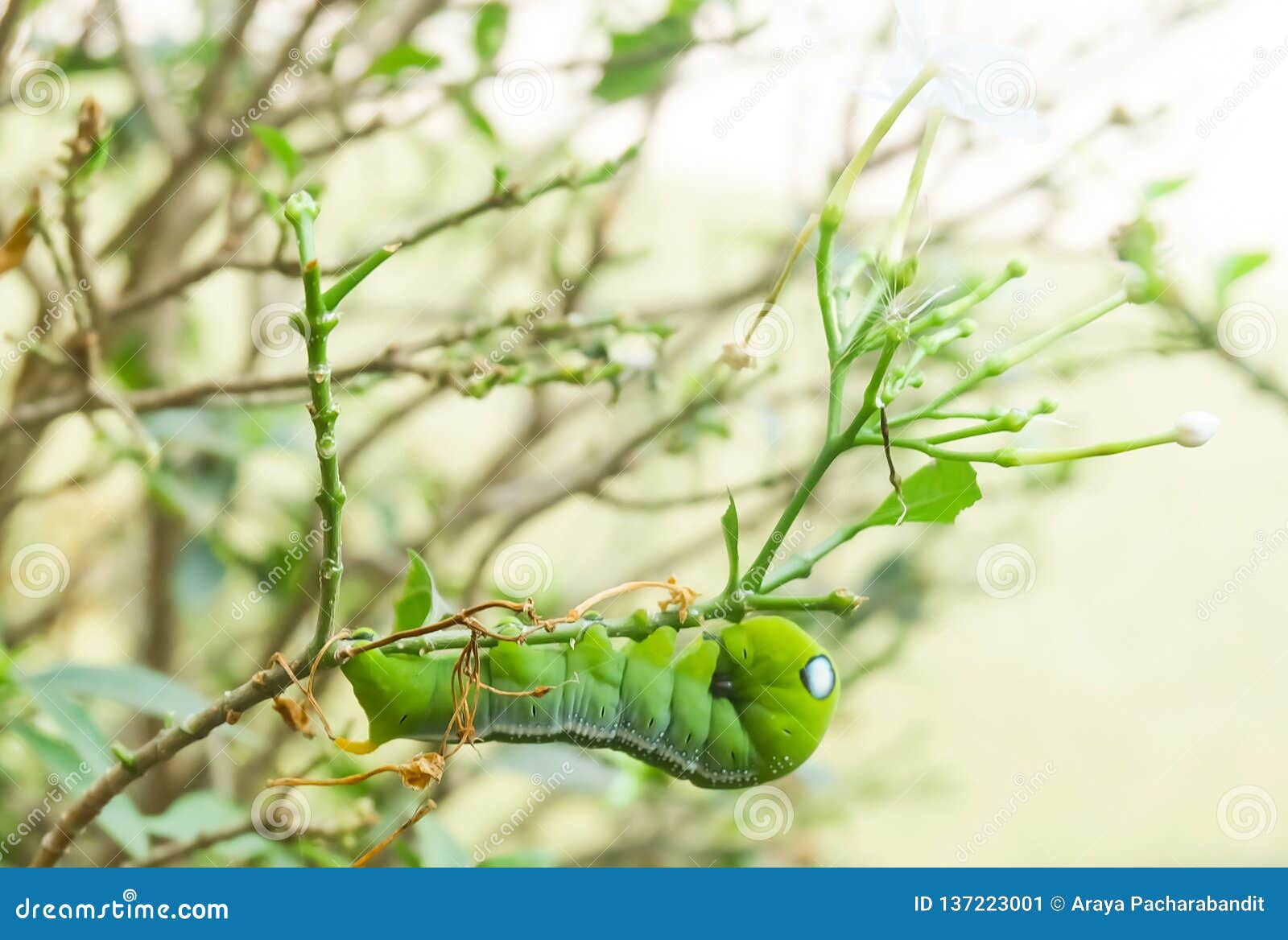 Big Green Worm or Caterpillar on Tree Branch Stock Image - Image of ...