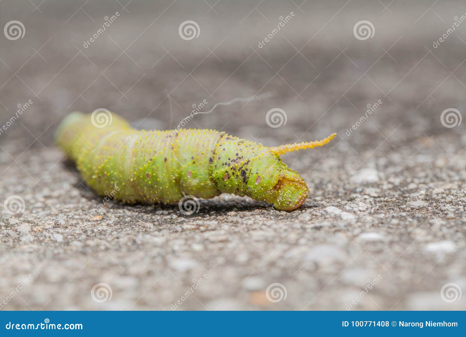 Big Green Worm Walk on the Ground Stock Photo - Image of biology, life ...