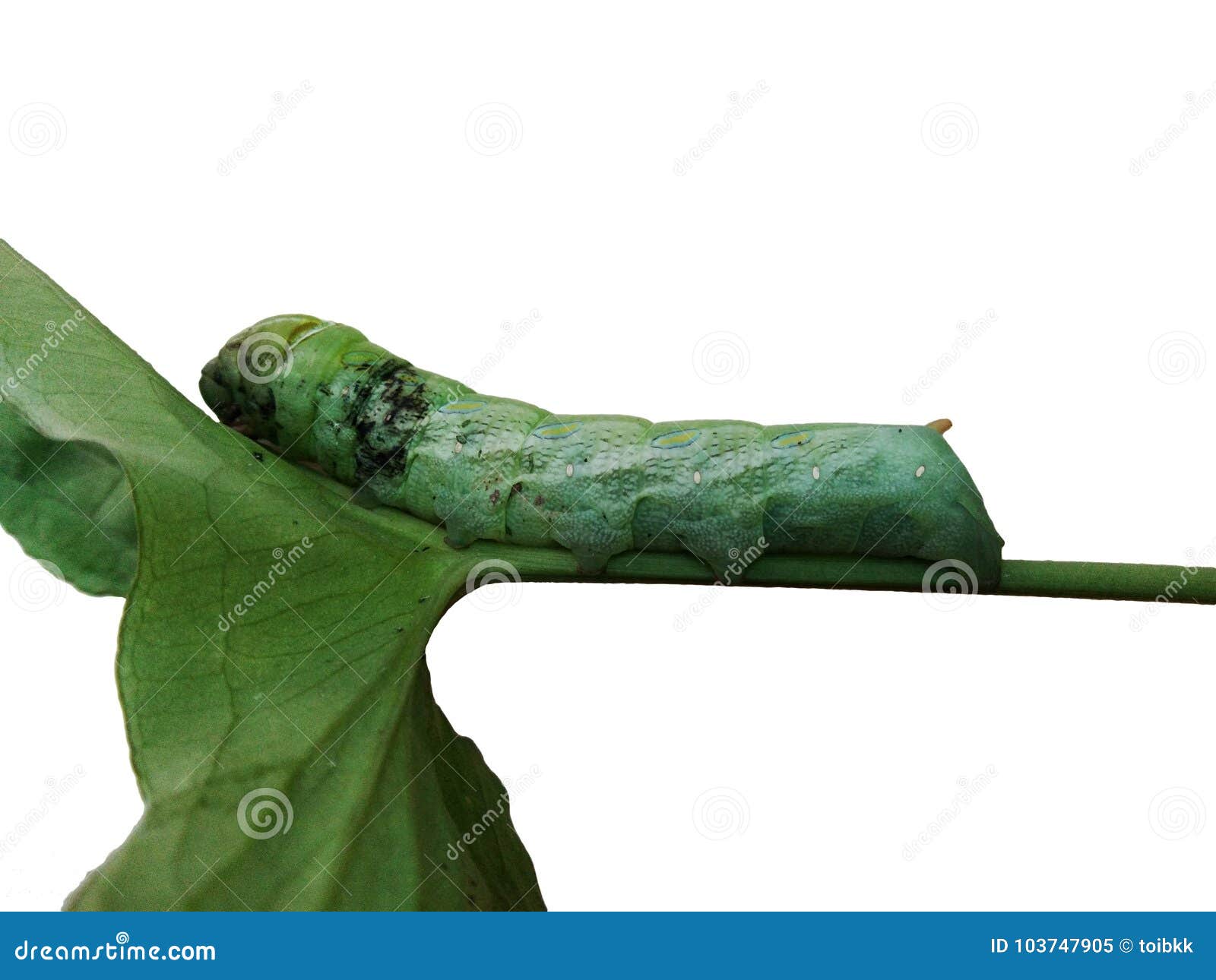 Big Green Worm on Green Leaf Stock Image - Image of animal, wildlife ...