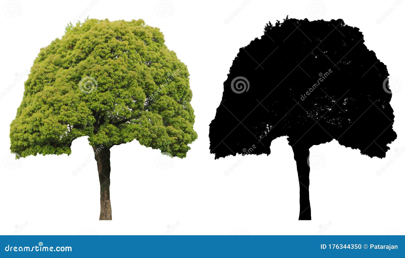 Big Greenery Leaves Tree with Black Alpha Mask Isolated on White ...