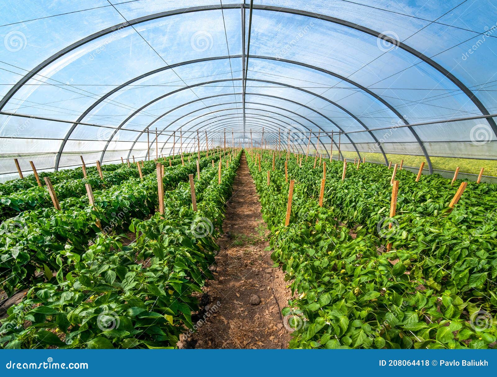 Greenhouse Rows Of Pelargonium Plants In Springtime, Ready For Export ...
