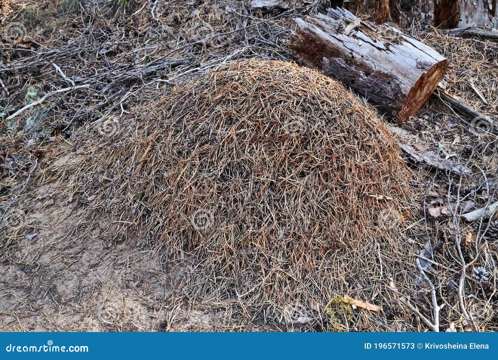 Big Grey Ant Hill in the Forest Stock Image - Image of fauna, leaf ...