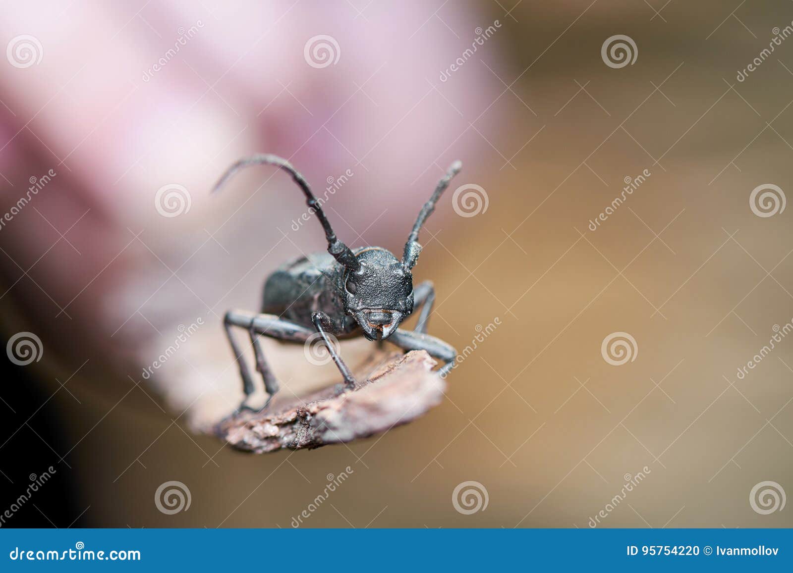 Big Grey Beetle with Black Dots Stock Photo - Image of nature, small ...