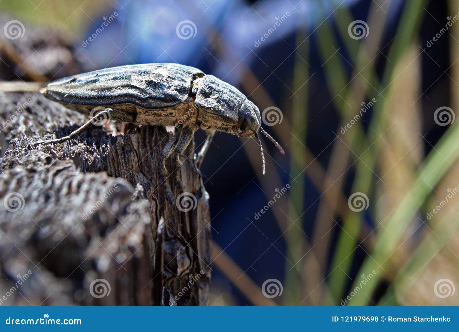 A Big Grey Beetle is on a Tree. Close-up Stock Photo - Image of ...