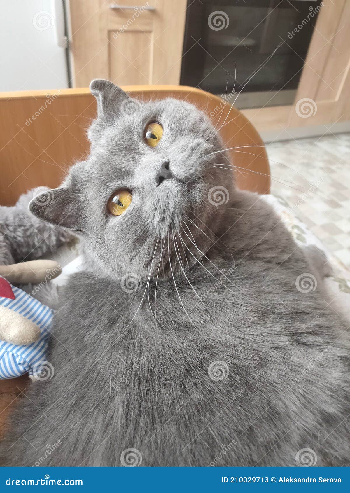 Big Grey British Cat on the Sofa Stock Image - Image of animal, sofa ...
