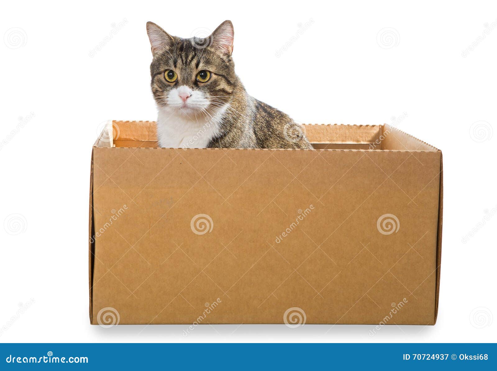 Big Grey Cat in a Cardboard Box Stock Image - Image of isolated, open ...