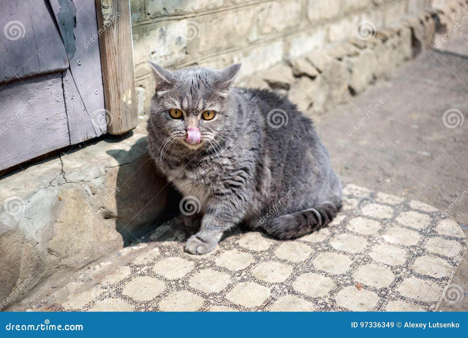 Big grey cat stock image. Image of fluffy, family, adorable - 97336349