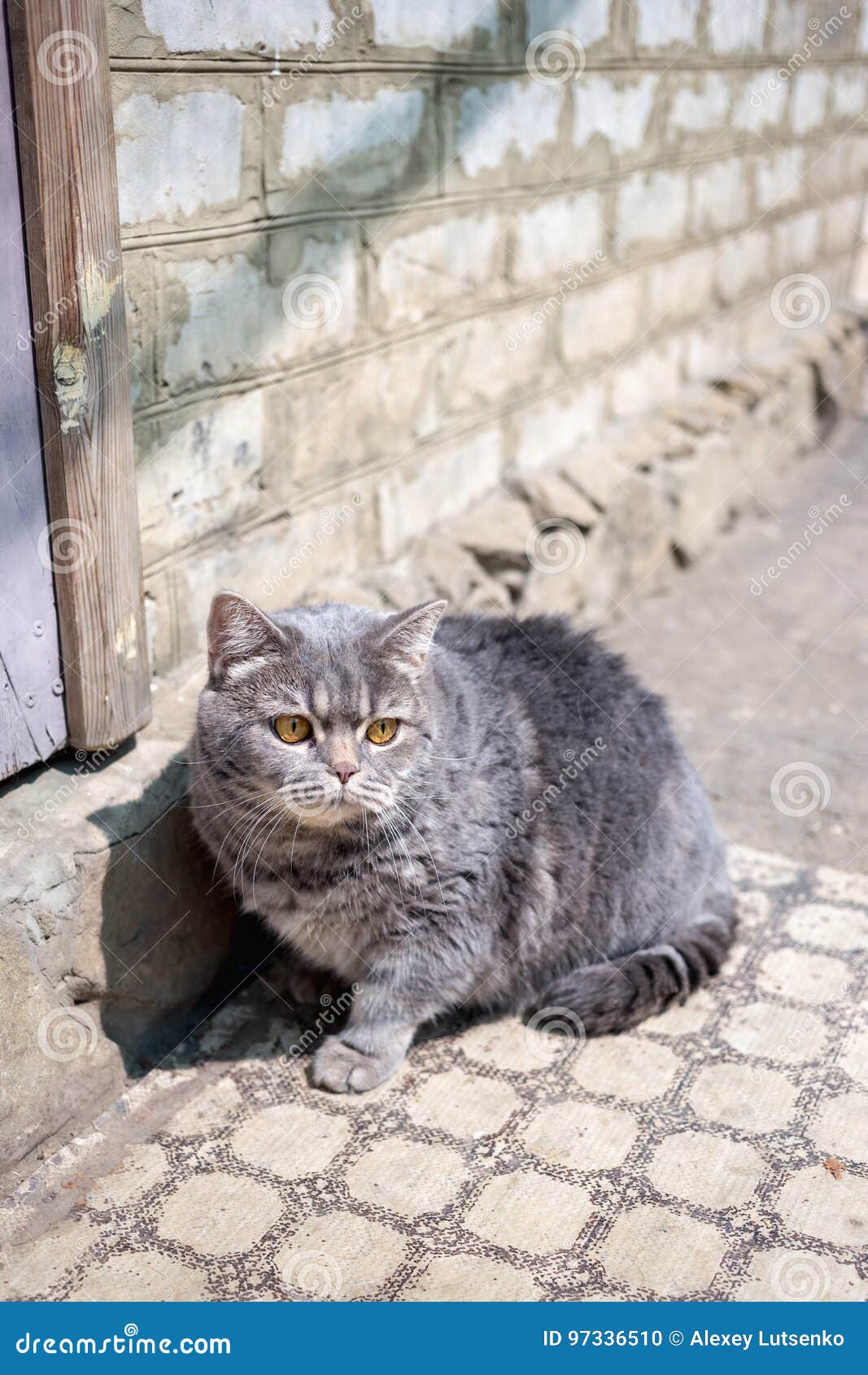 Big grey cat stock photo. Image of long, cute, nature - 97336510
