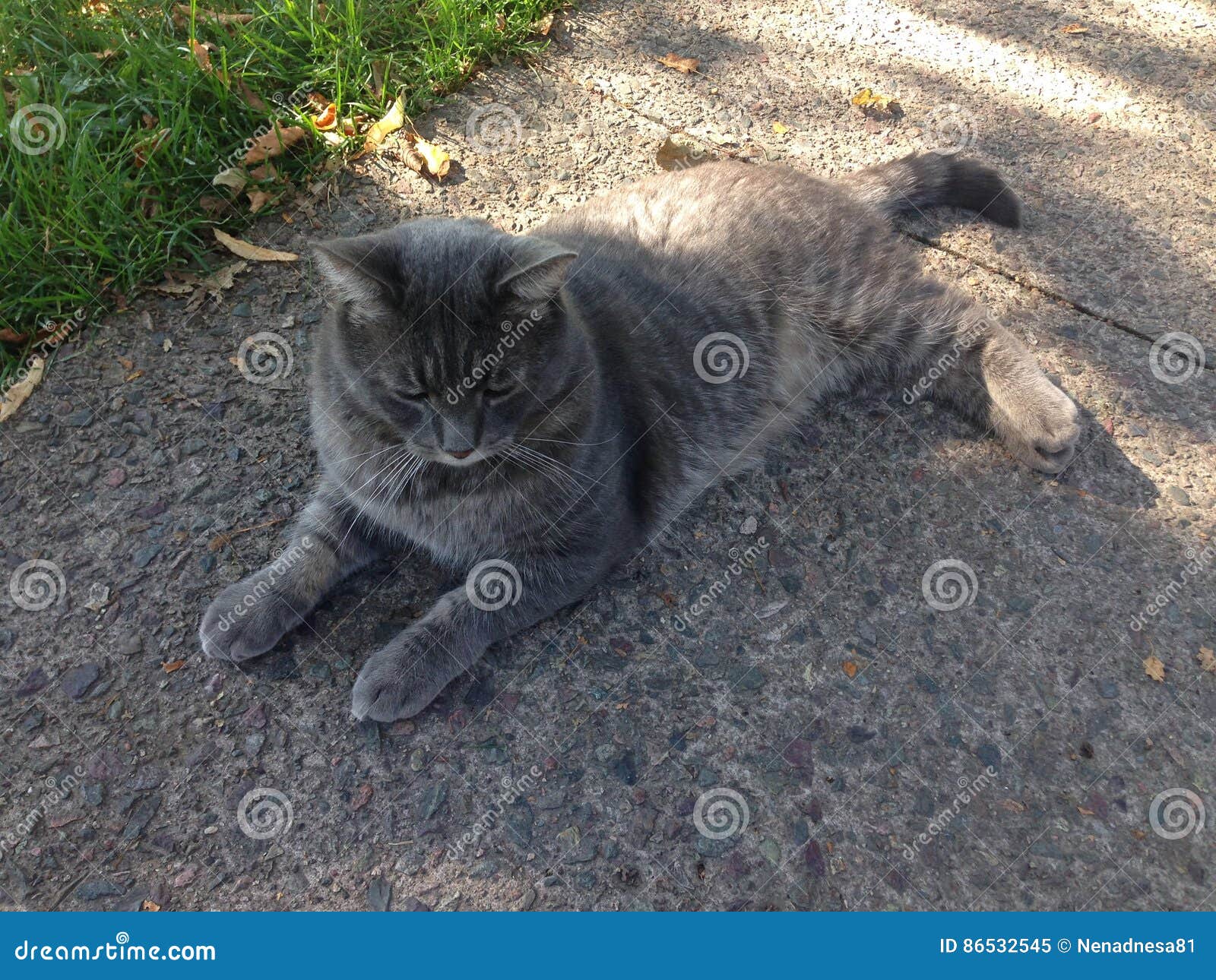 Big grey cat stock image. Image of pets, canada, city - 86532545