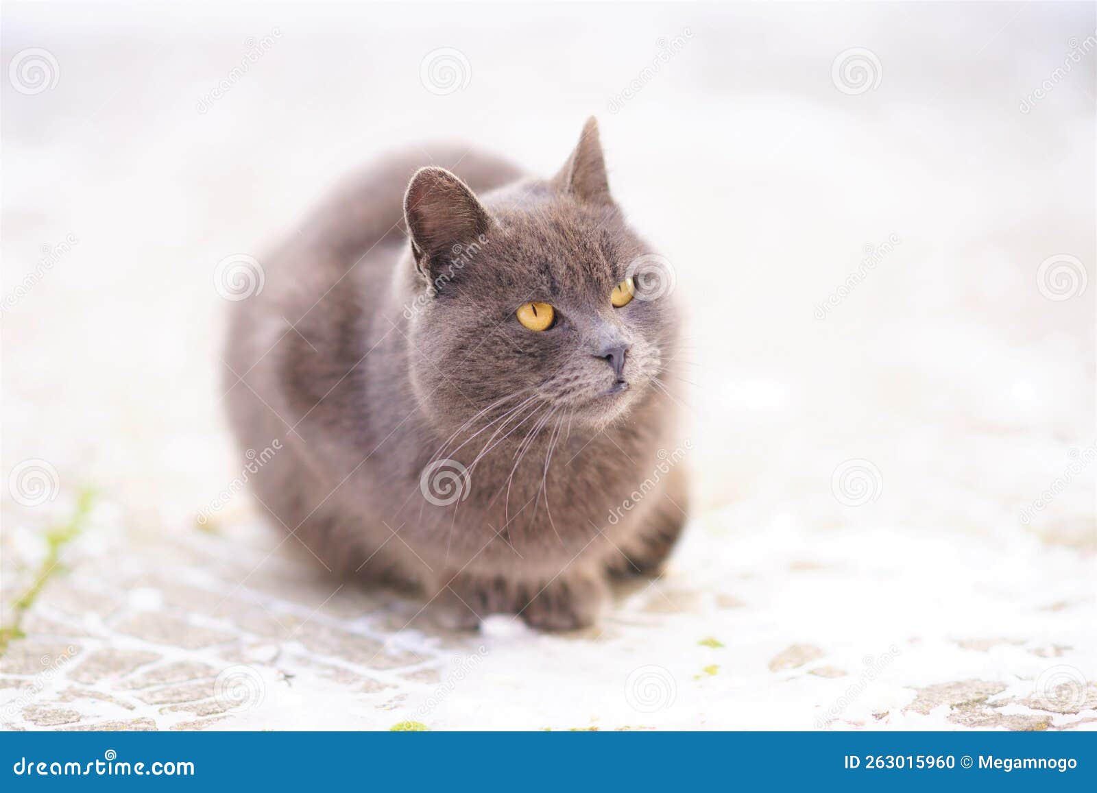 Big Grey Cat Sits on a Snowy Road in Winter Stock Photo - Image of road ...