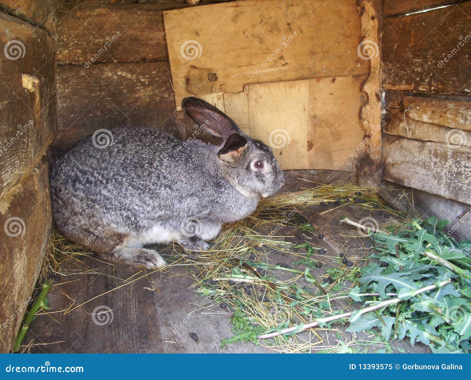 The big grey doe-rabbit stock image. Image of weight - 13393575