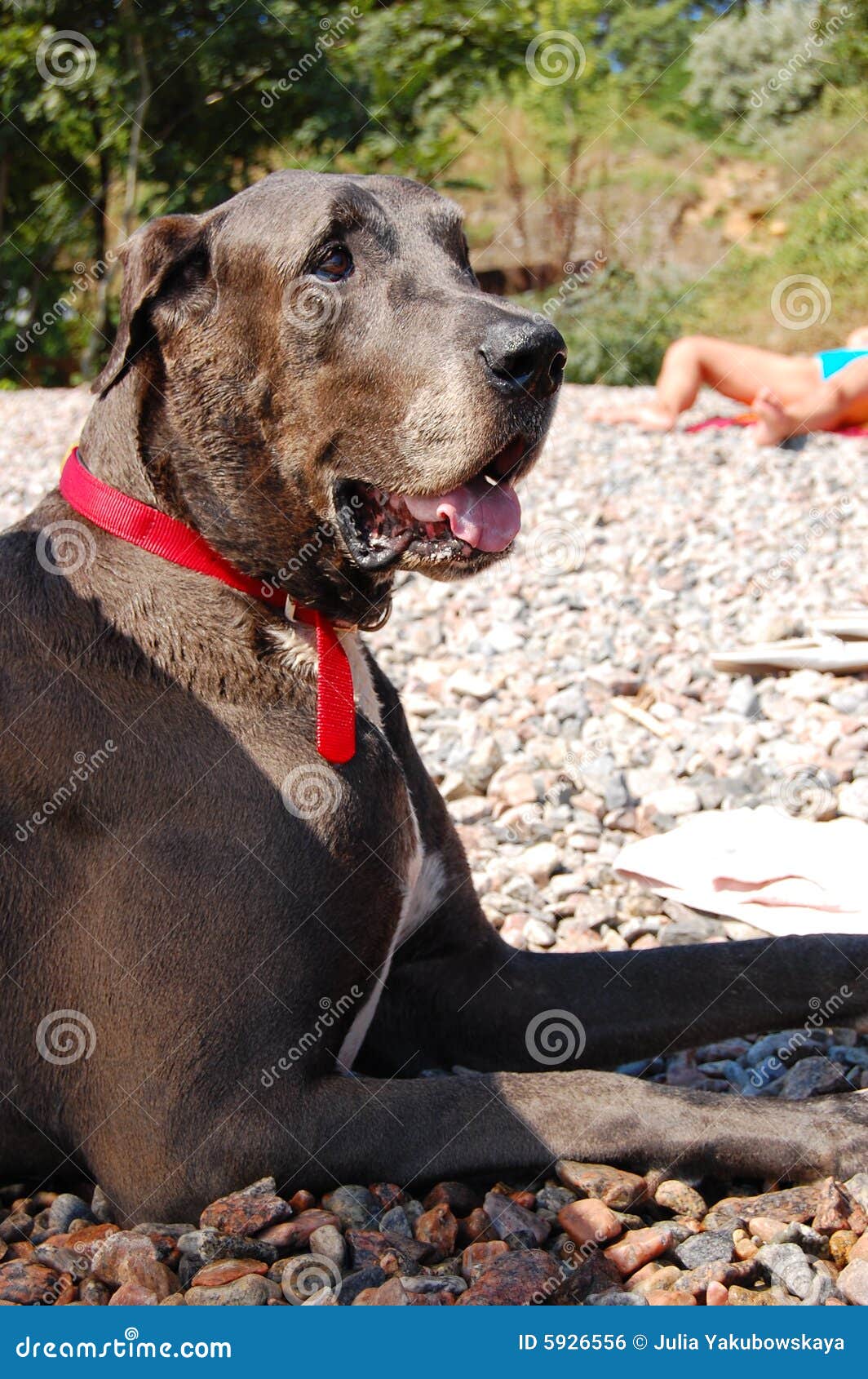 Big grey dog stock photo. Image of beach, pets, seashore - 5926556