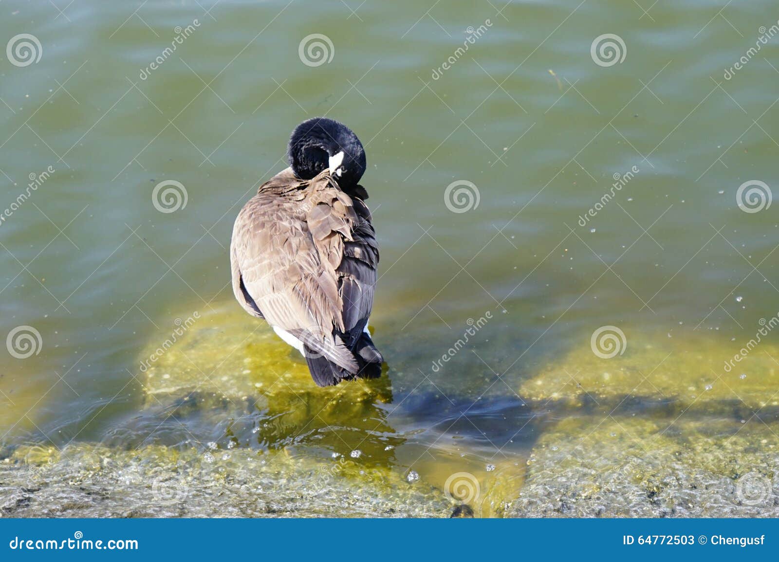 Big grey Duck stock image. Image of drake, feathers, head - 64772503
