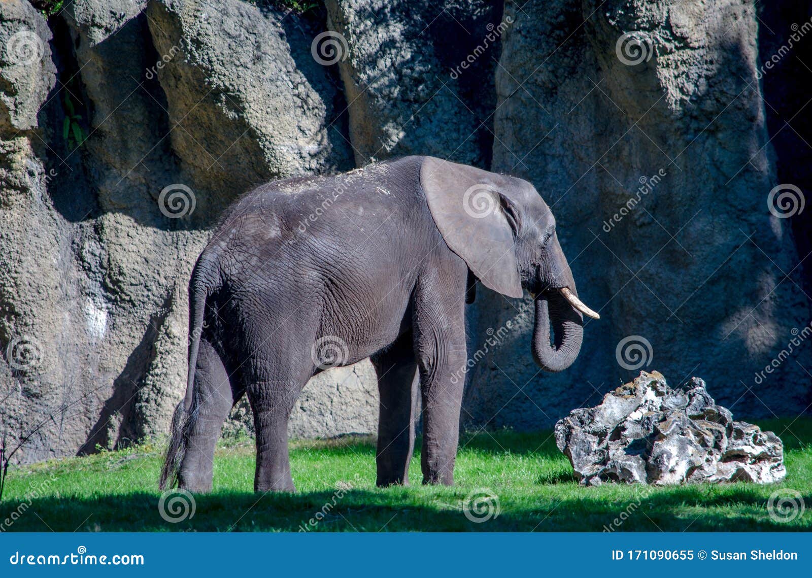 Big Grey Elephant in a Habitat Stock Image - Image of ivory, indian ...