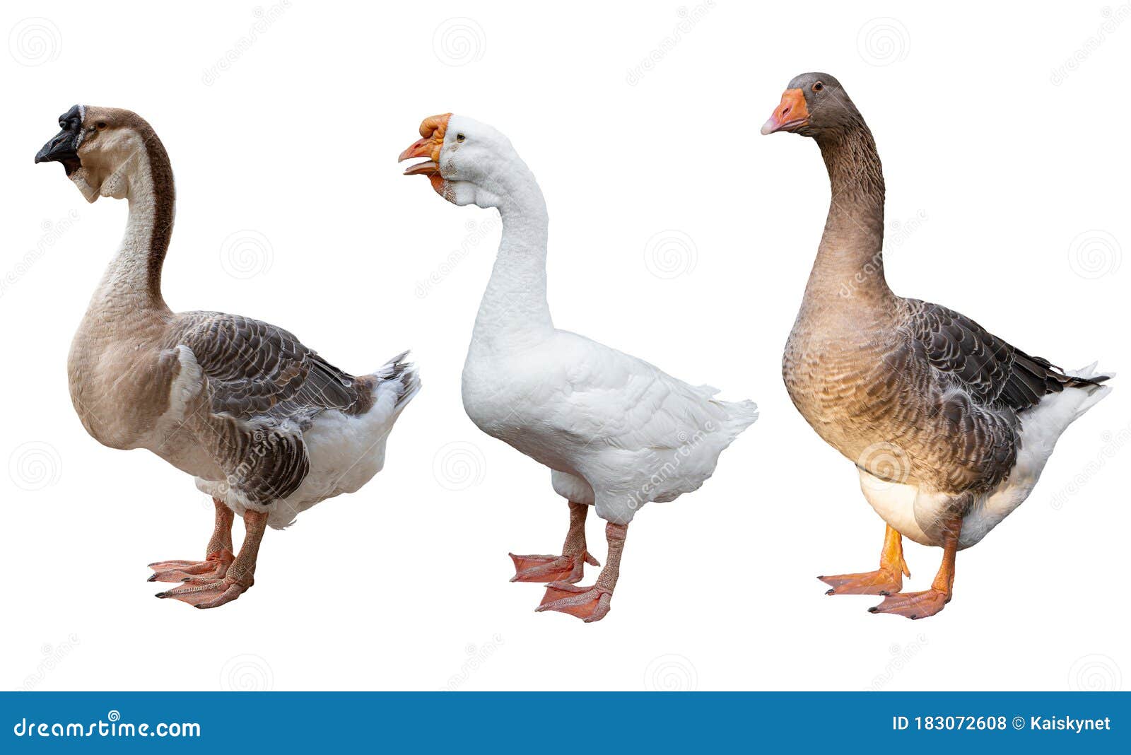 4,035 Grey Goose White Background Photos - Free & Royalty-Free Stock ...