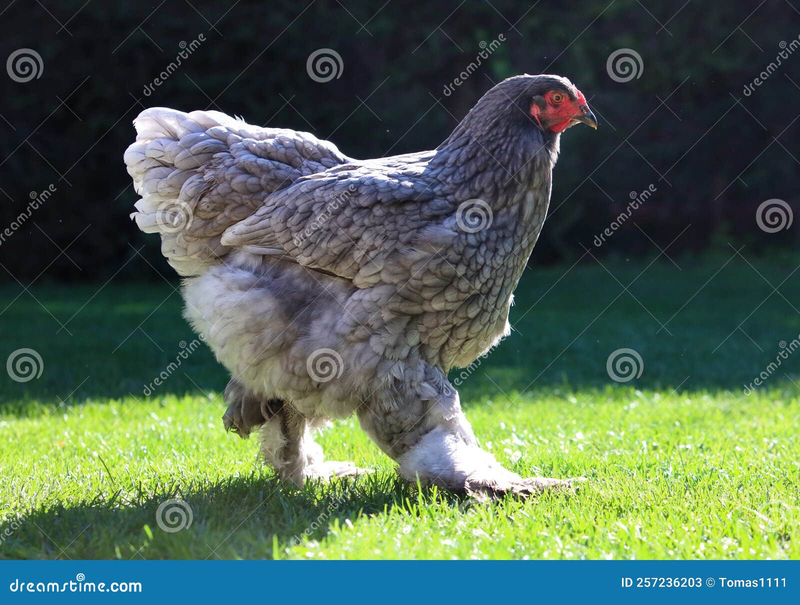 Big grey Hen in grass stock image. Image of green, farm - 257236203