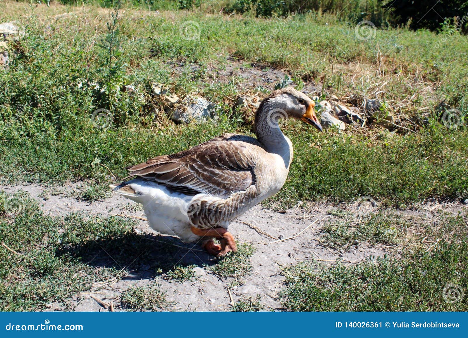 Big Grey House Goose Runs Along the Path on a Sunny Day Stock Image ...