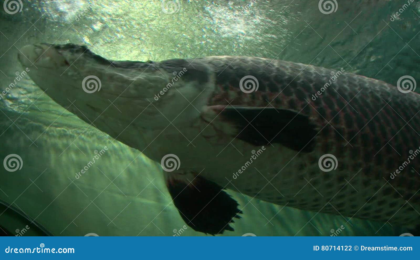 Big Grey Pike Arapaima Swimming Above the Camera, Low Angle Shot Stock ...