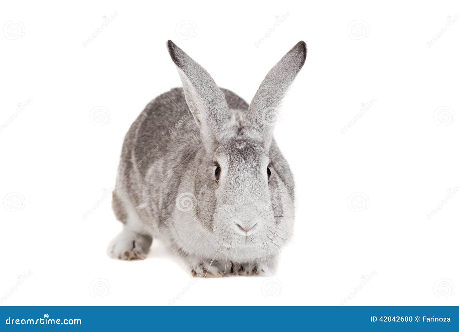 Big grey rabbit on a white stock photo. Image of animal - 42042600