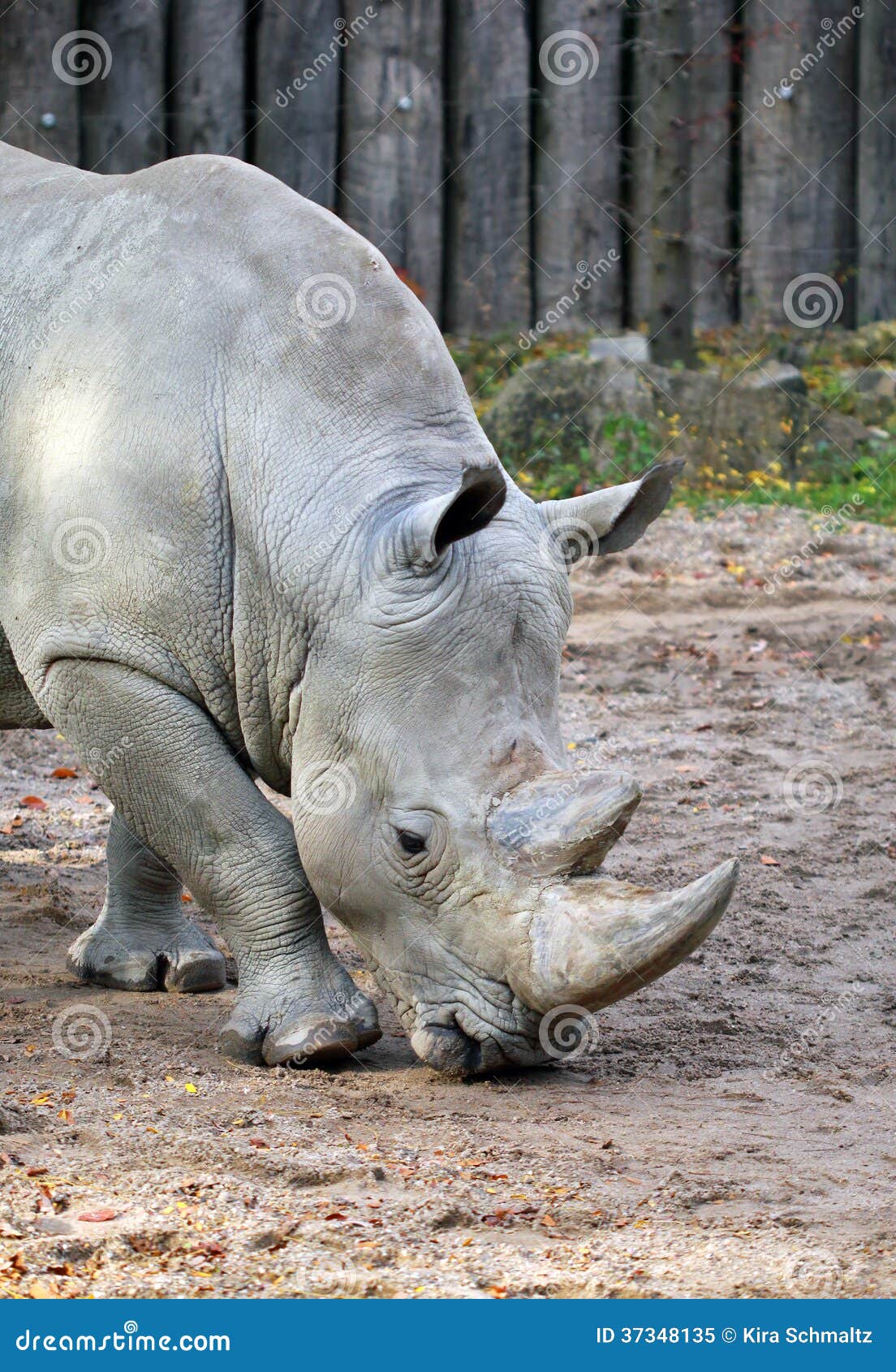 Big grey rhino stock image. Image of heavy, grey, mammal - 37348135