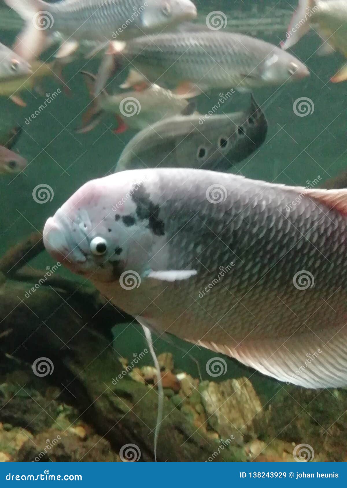 Big Grey Scray Fish in the Tank Stock Image - Image of tank, grey ...