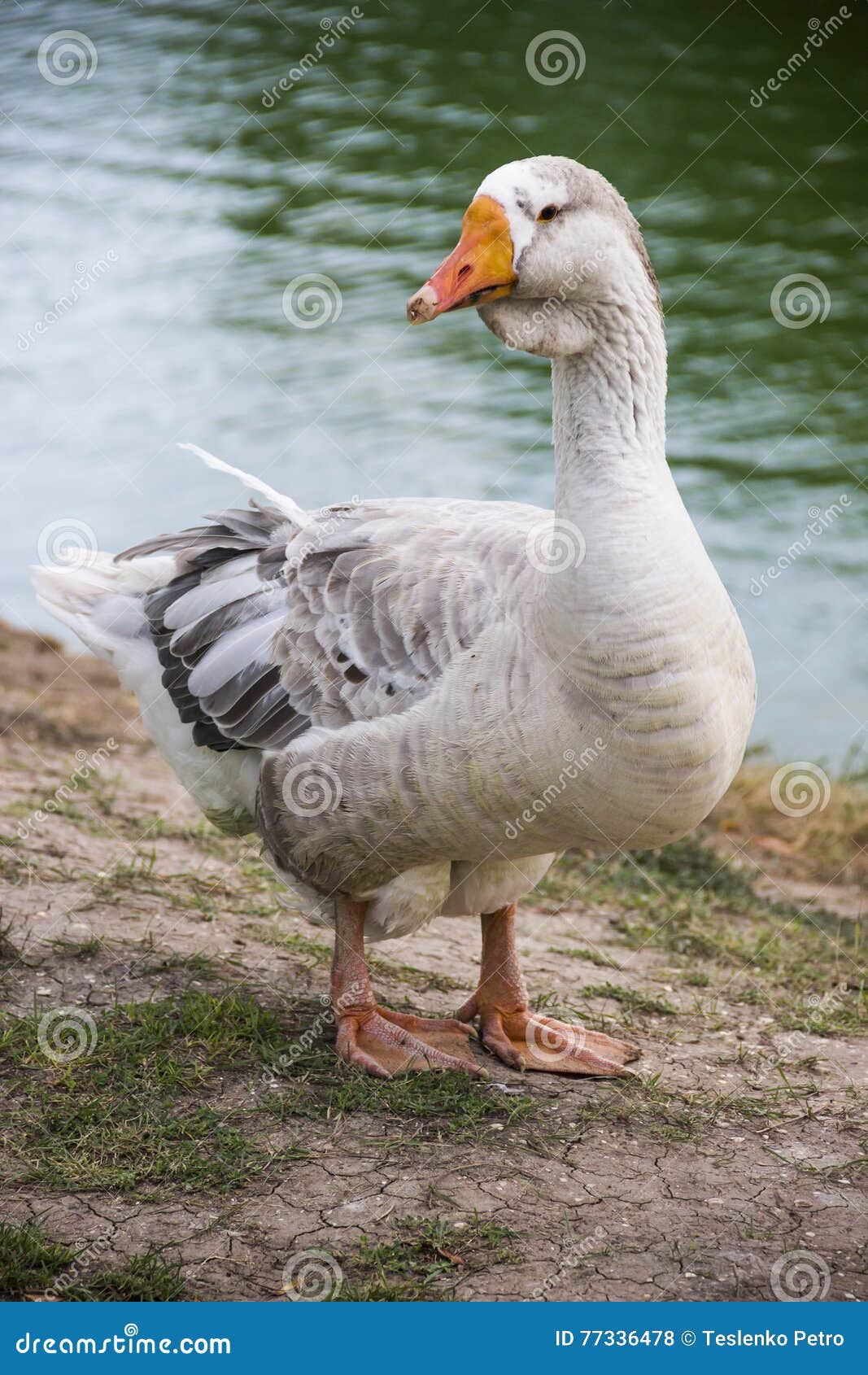 Big grey Toulouse goose stock photo. Image of large, beak - 77336478