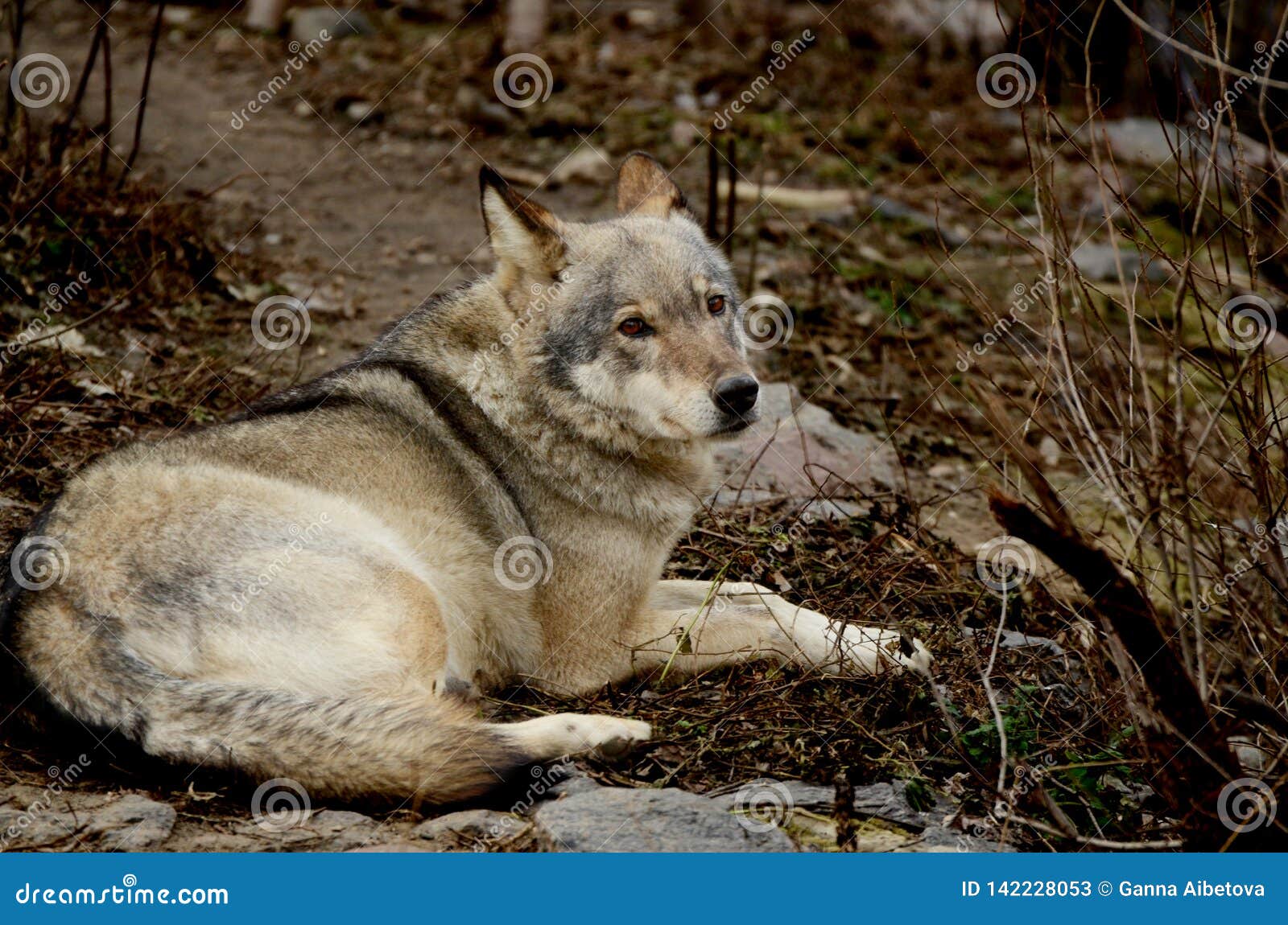 Big Grey Wild Wolf Resting on the Ground. Stock Image - Image of gray ...