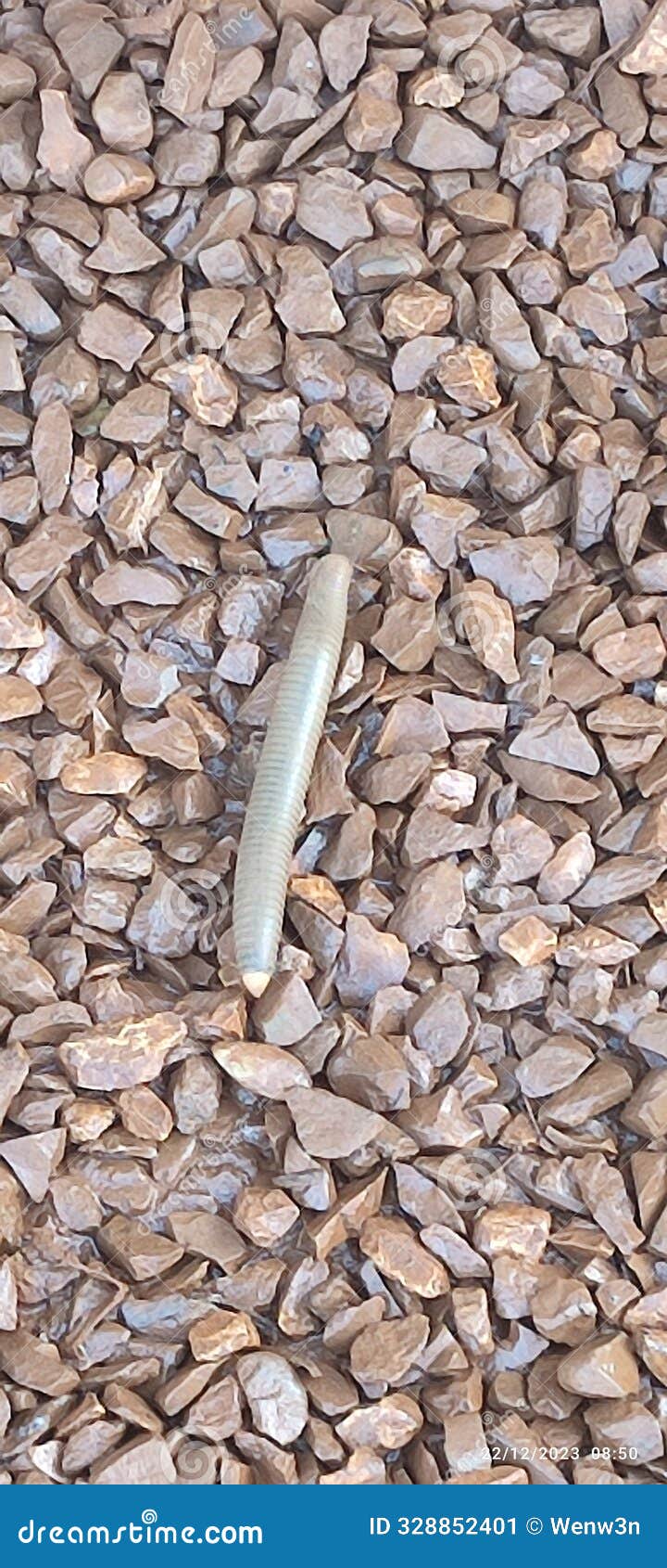 Big grey worm stock image. Image of never, worm, grey - 328852401