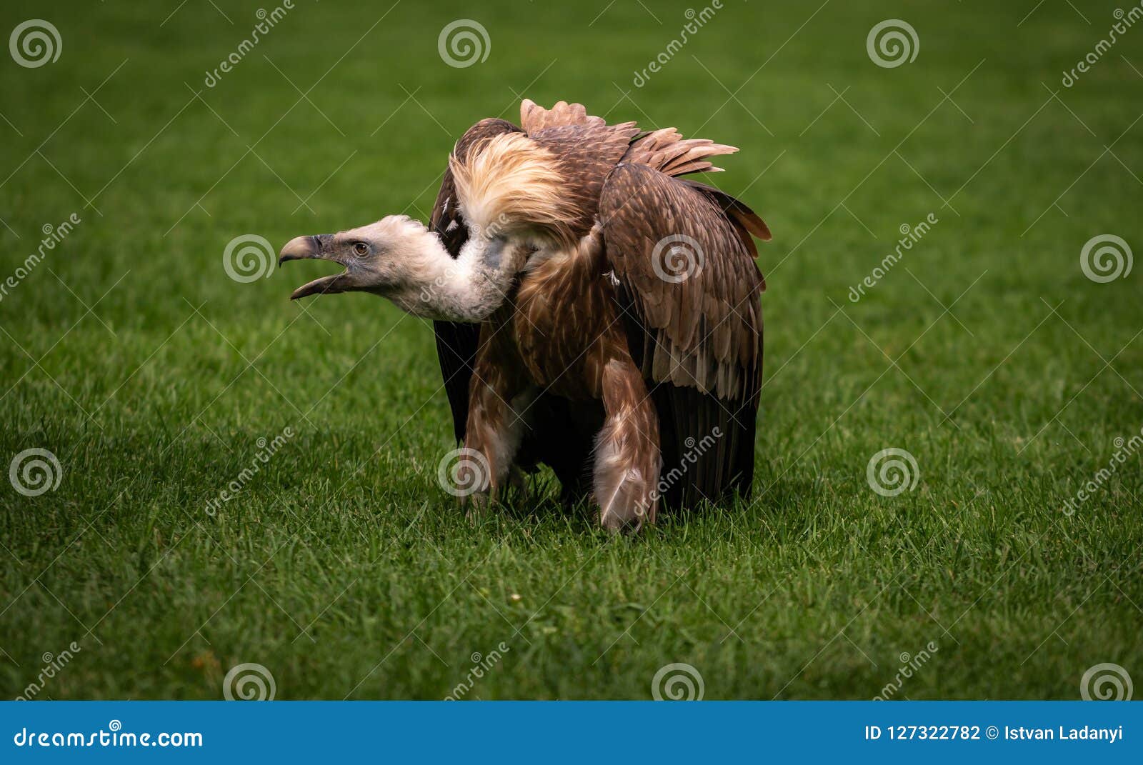 The Big Griffon Vulture Bird Stock Photo - Image of bird, falconry ...