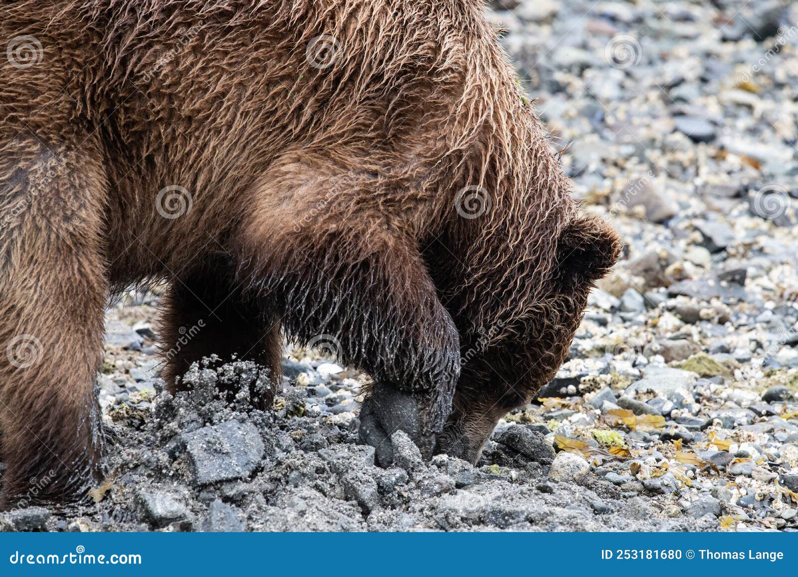A Big Grizzly Bear is Digging on a Beach of Alaska for Shells and ...