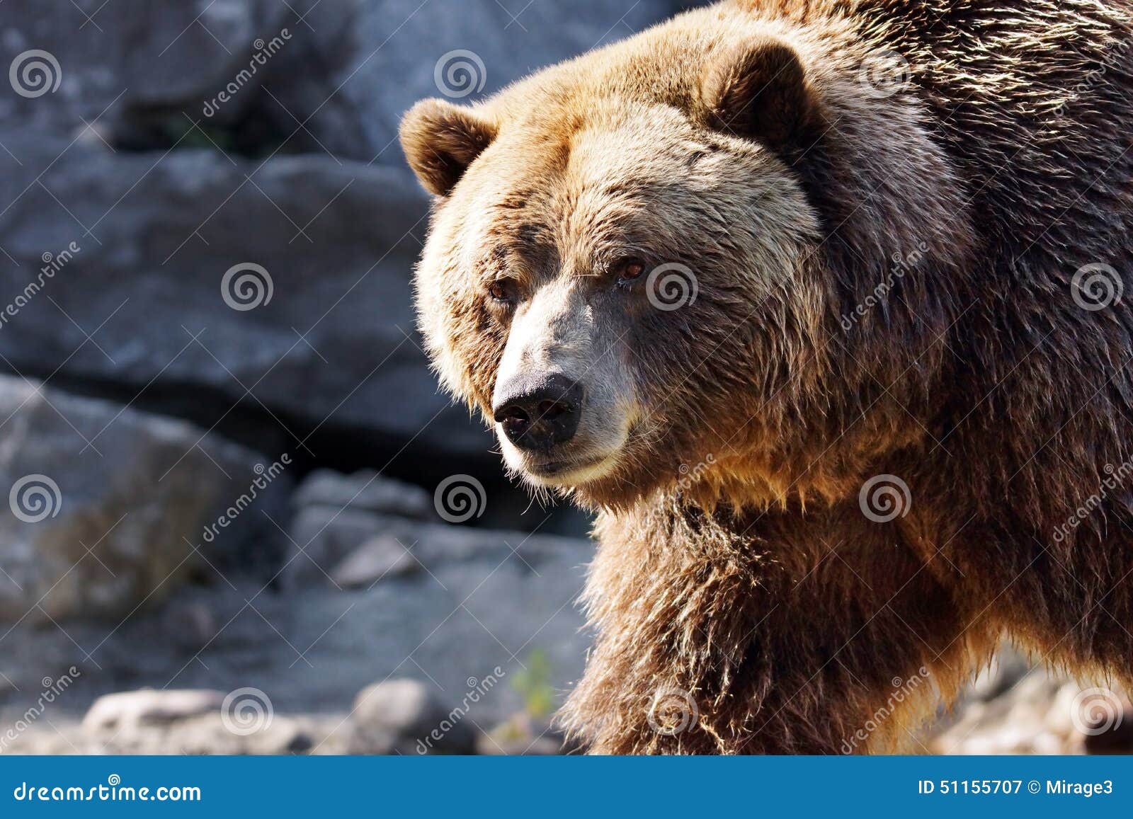 Big grizzly looking stock image. Image of beautiful, brown - 51155707